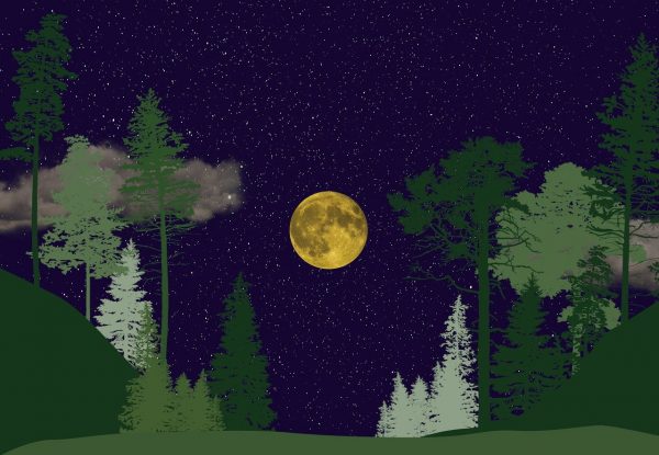 How to Draw a Fir Tree: A Step-by-Step Guide for Beginners - EDU PNW
