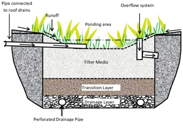 Nature's Underground Network: Unveiling the Wonders of Mycelium - EDU PNW